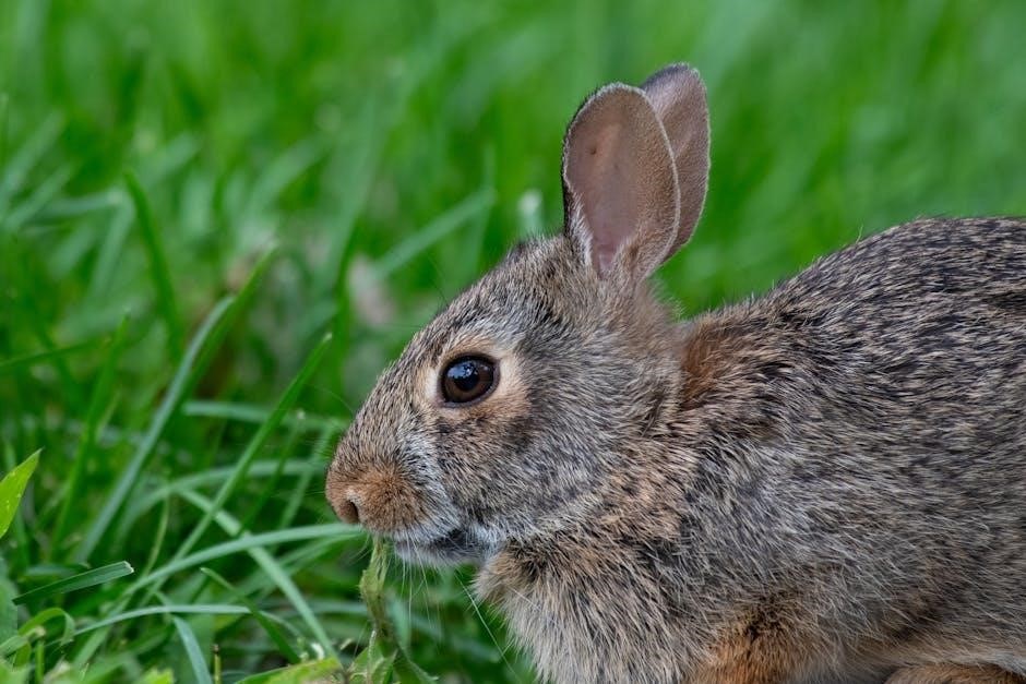 Hell Bunny Size Guide - Find Your Perfect Fit